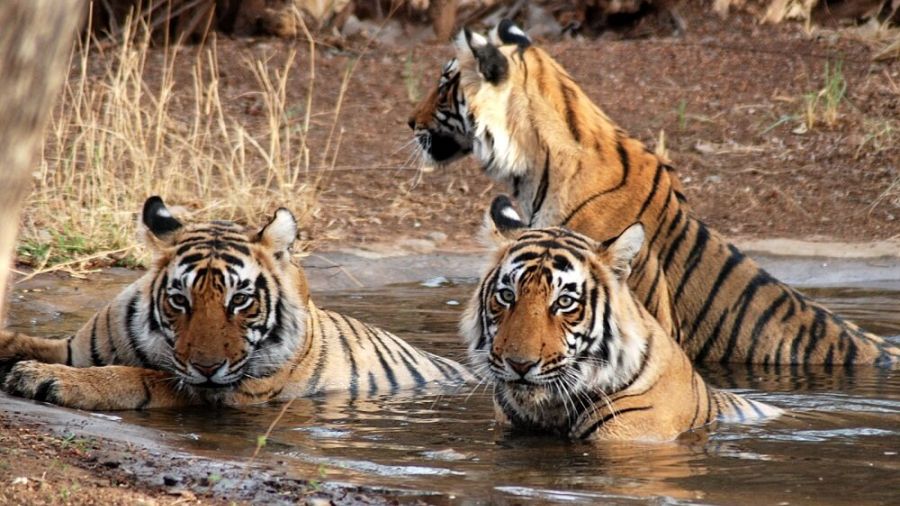 Best Time To Visit Ranthambore National Park